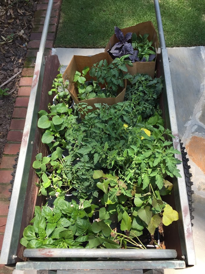 Gardening for Dummies- The Set-up – My Unorganized Life