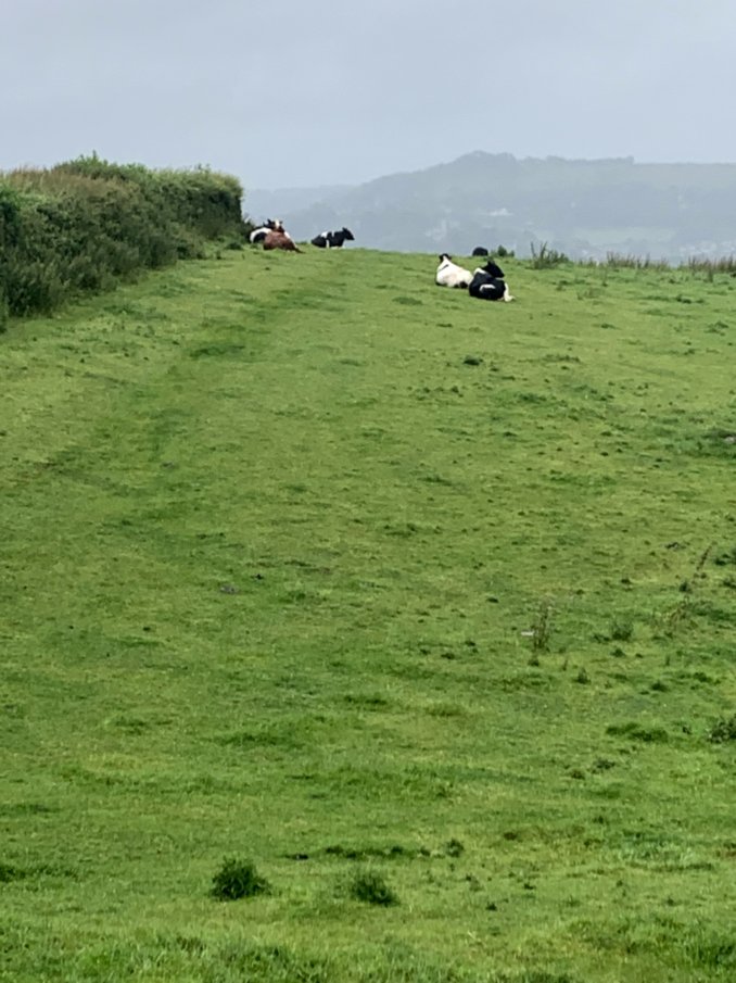 5- lazy cows – My Unorganized Life